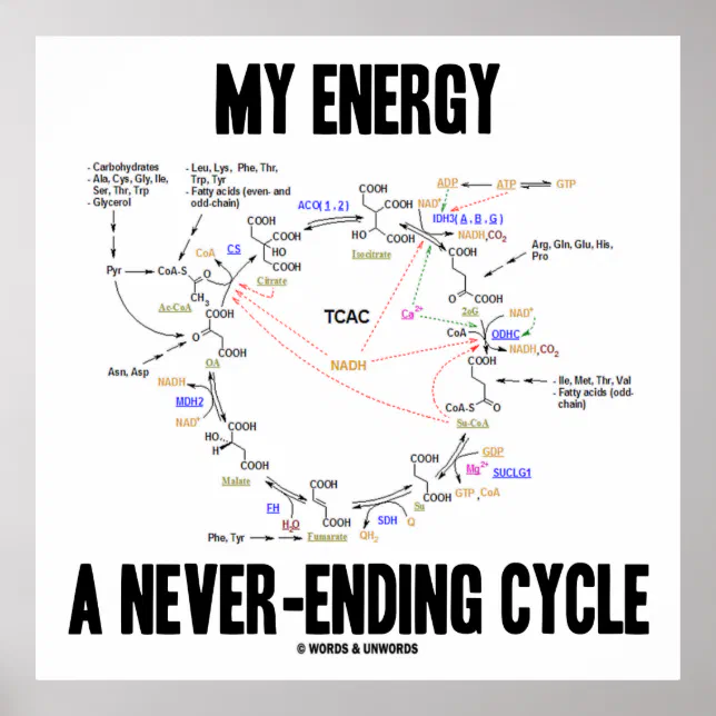 My Energy A Never-Ending Cycle (Krebs Cycle) Poster | Zazzle