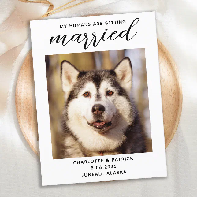 My Humans Are Getting Married Dog Save The Date Announcement Postcard ...