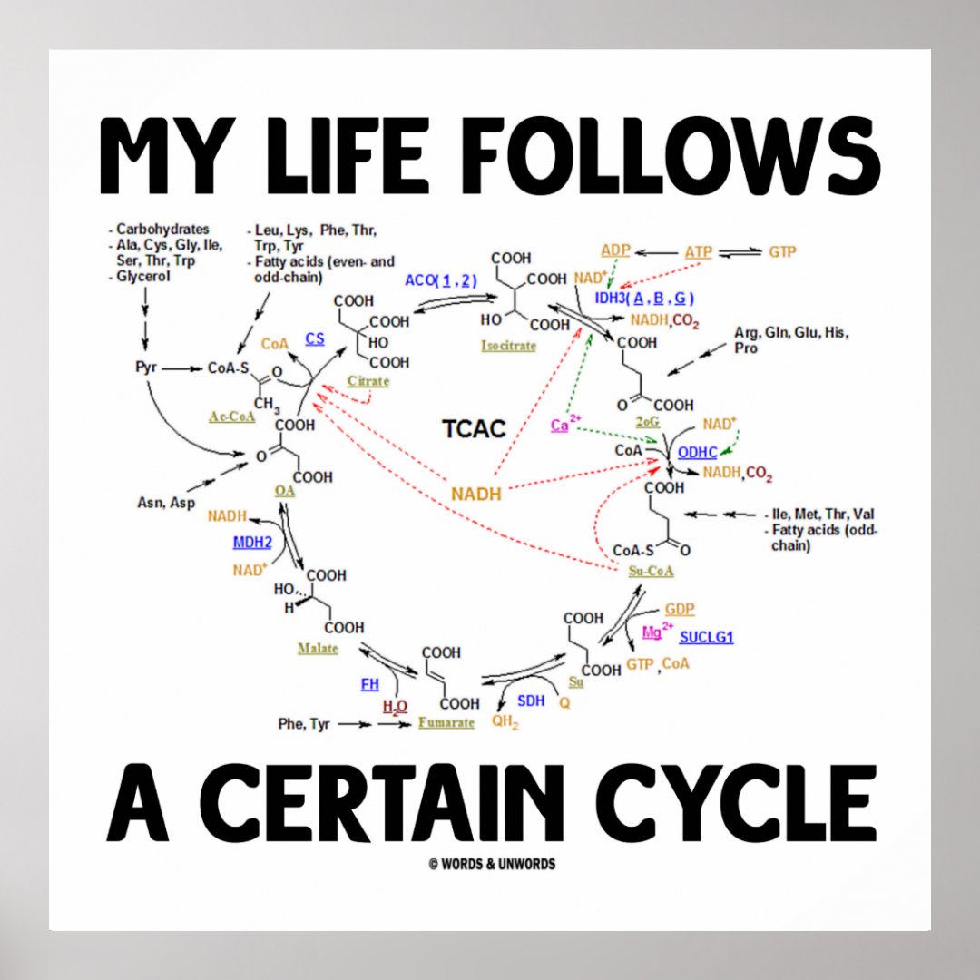 My Life Follows A Certain Cycle (Krebs Cycle) Poster | Zazzle