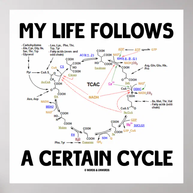 My Life Follows A Certain Cycle (Krebs Cycle) Poster | Zazzle