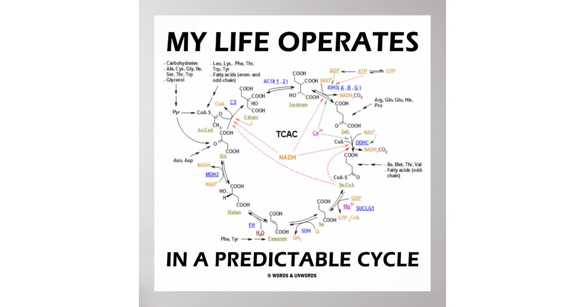 My Life Operates In A Predictable Cycle (Krebs) Poster | Zazzle