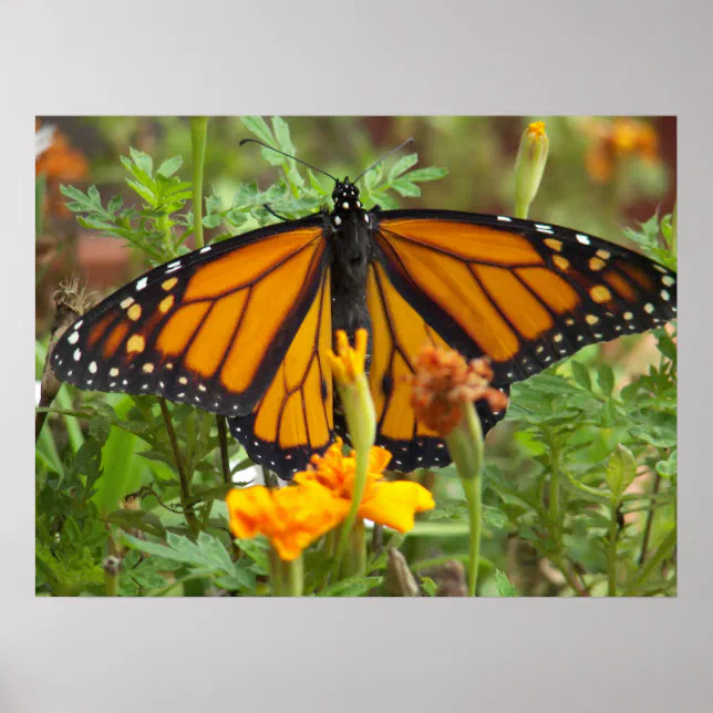 My Monarch Butterfly-poster Poster | Zazzle