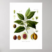 Myristica fragrans (nutmeg) poster | Zazzle