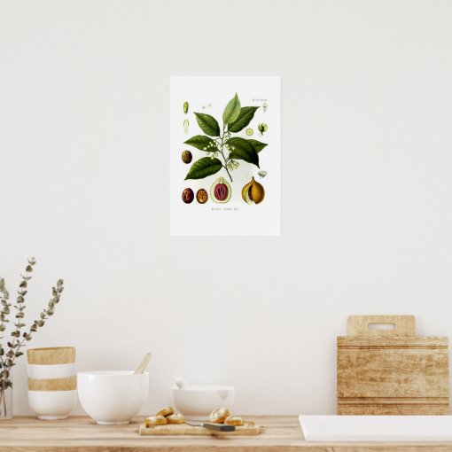 Myristica fragrans (nutmeg) poster | Zazzle
