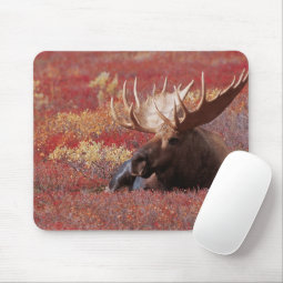 N.A., USA, Alaska, Denali National Park, Bull Mouse Pad | Zazzle