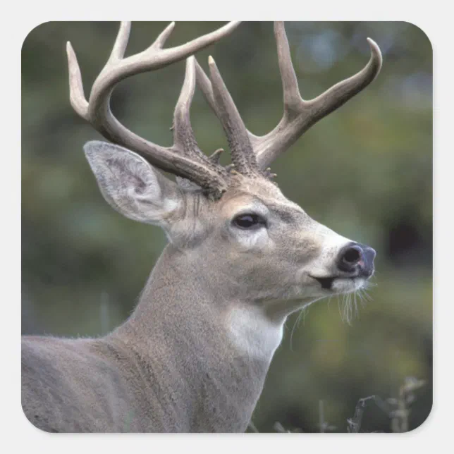 NA, USA, Washington State, White-tailed deer, Square Sticker | Zazzle