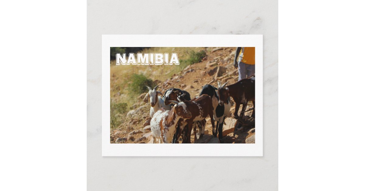 Namibia Africa Namibian Landscape Goats Postcard | Zazzle