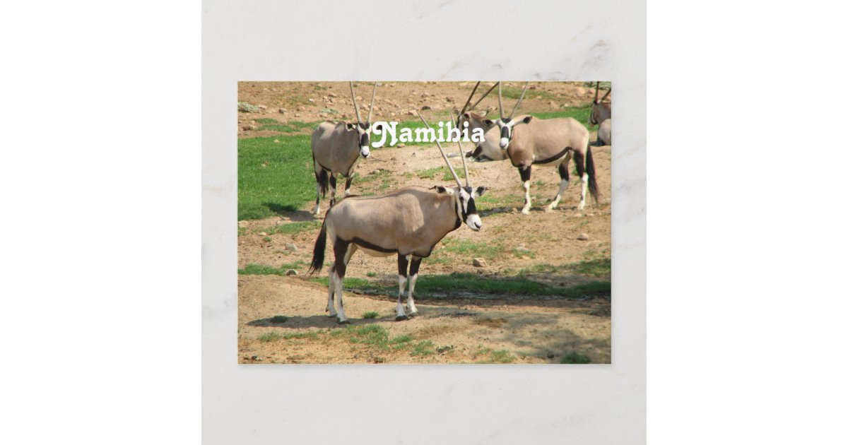 Namibia Postcard | Zazzle