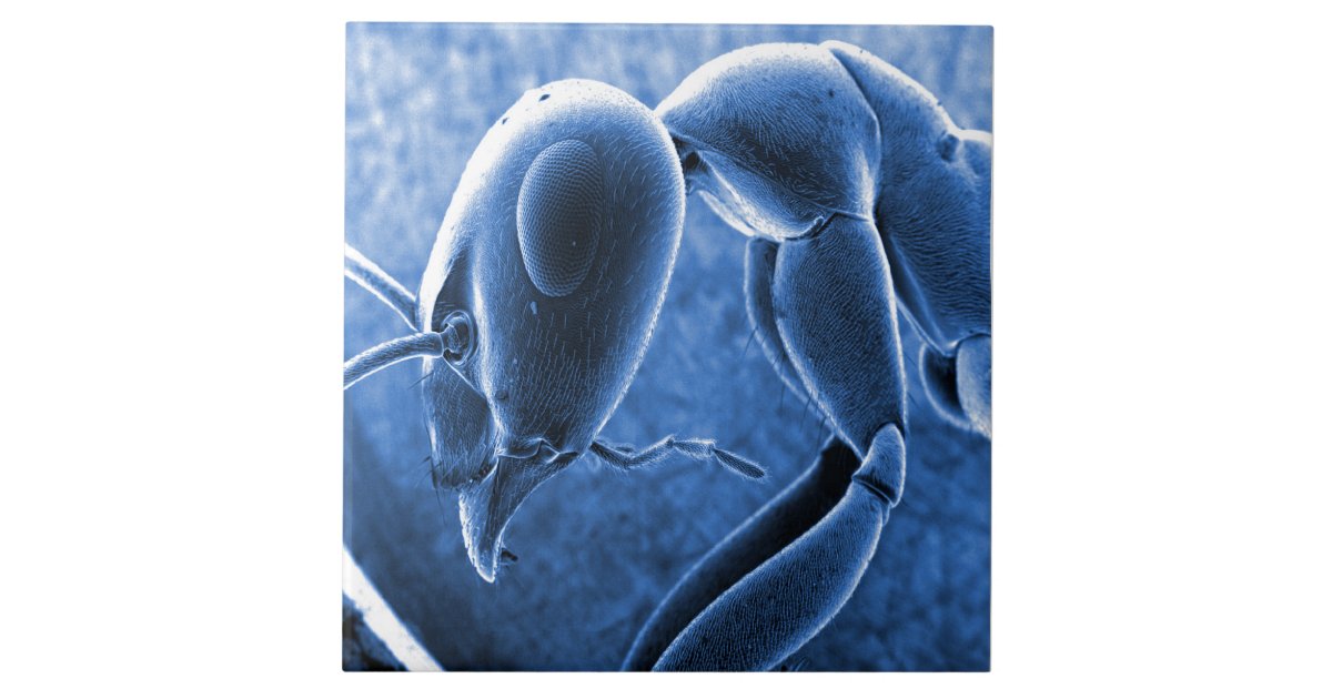Nano Ant Scanning Electron Microscope Micrograph Ceramic Tile | Zazzle