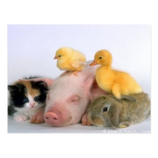 Nap Time for the Animals Postcard | Zazzle