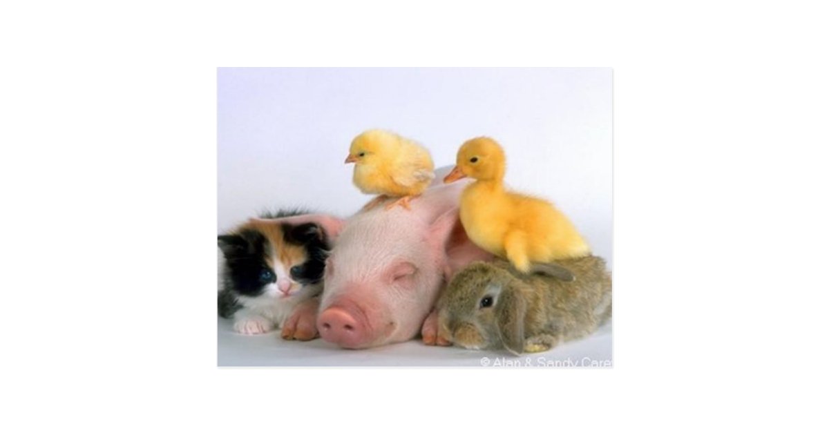 Nap Time for the Animals Postcard | Zazzle