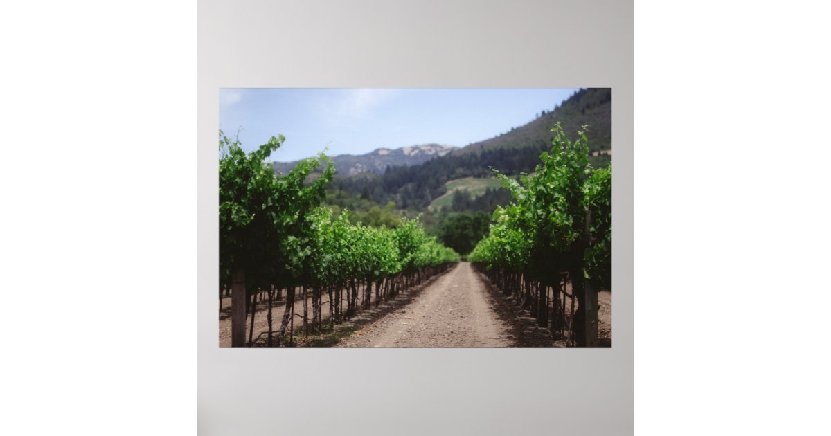 Napa Valley Vineyard Poster | Zazzle