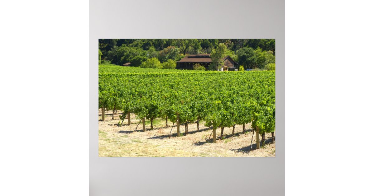 Napa Valley Winery Vineyard Poster | Zazzle
