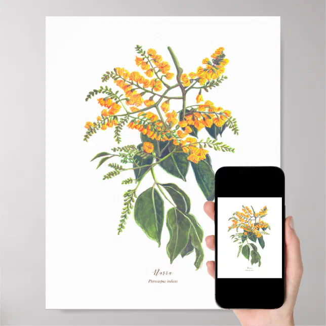 Narra (Pterocarpus indicus) Ph Forest Blooms Poster | Zazzle
