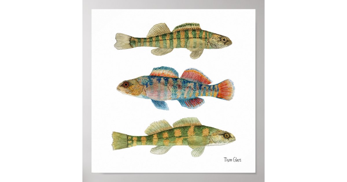 Native Darters Poster | Zazzle