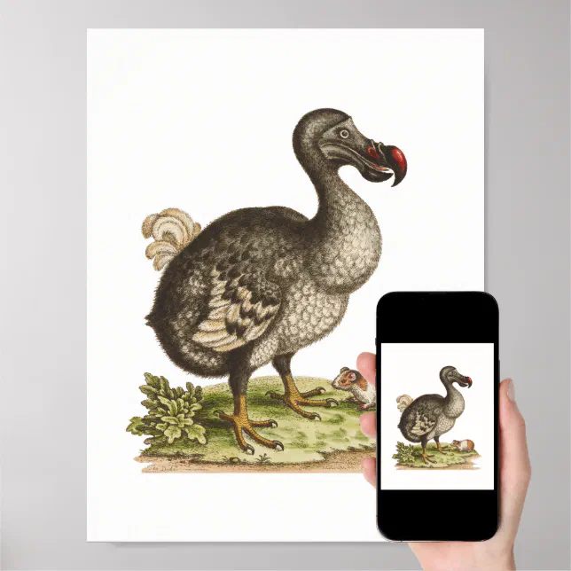 Natural history museum-Dodo-Extinct-Bird Poster | Zazzle