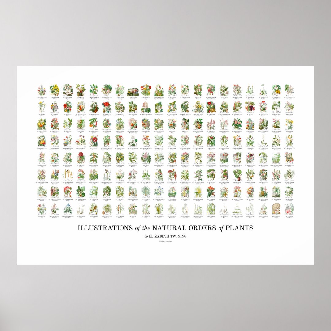 Natural Orders of Plants - All Illustrations Poster | Zazzle