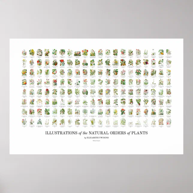 Natural Orders of Plants - All Illustrations Poster | Zazzle