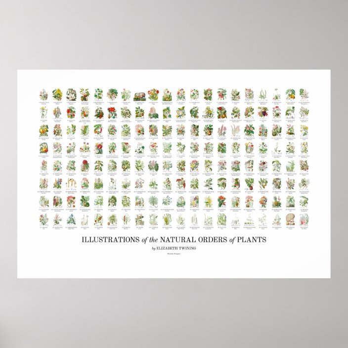 Natural Orders of Plants - All Illustrations Poster | Zazzle.com