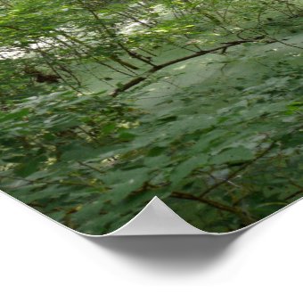 Natural Swamp Poster | Zazzle