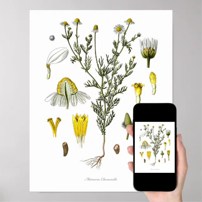 Nature,botanical print,flower art of Chamomile Poster | Zazzle