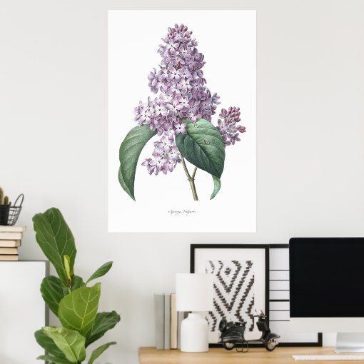 Nature,botanical print,flower art of Lilac Poster | Zazzle