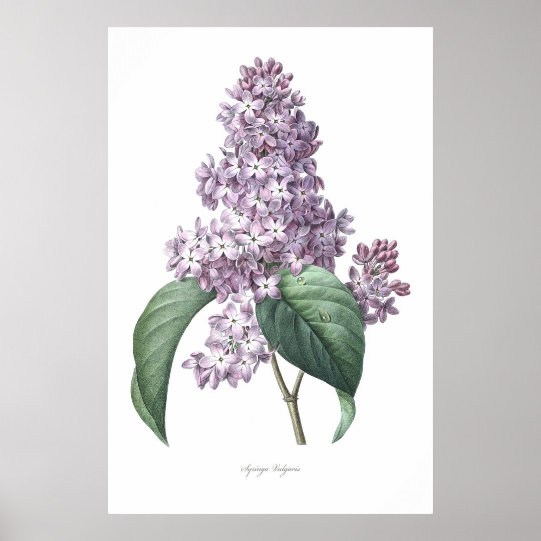 Nature,botanical print,flower art of Lilac Poster | Zazzle