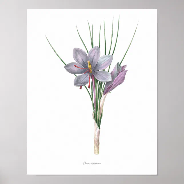 Nature,botanical print,flower art of Saffron Poster | Zazzle
