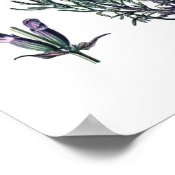 Nature,botanical print,flower art of True Lavender Poster | Zazzle
