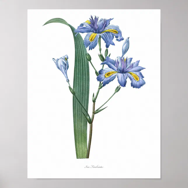 Nature,botanical print,flower art poster of Iris | Zazzle