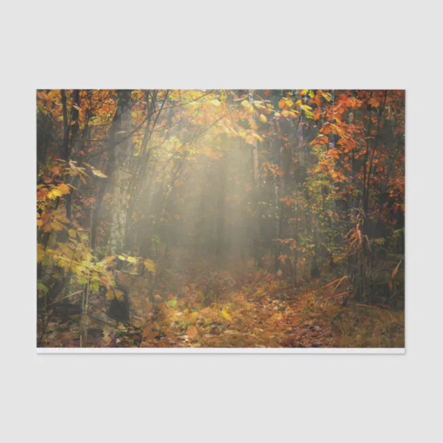 Nature Inspirations Sun Drenched Forest Tissue Paper | Zazzle
