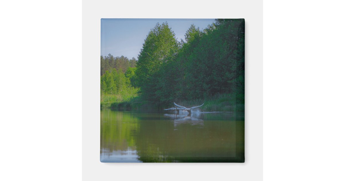 Nature Landscape Scenery Swans Flying Magnet | Zazzle