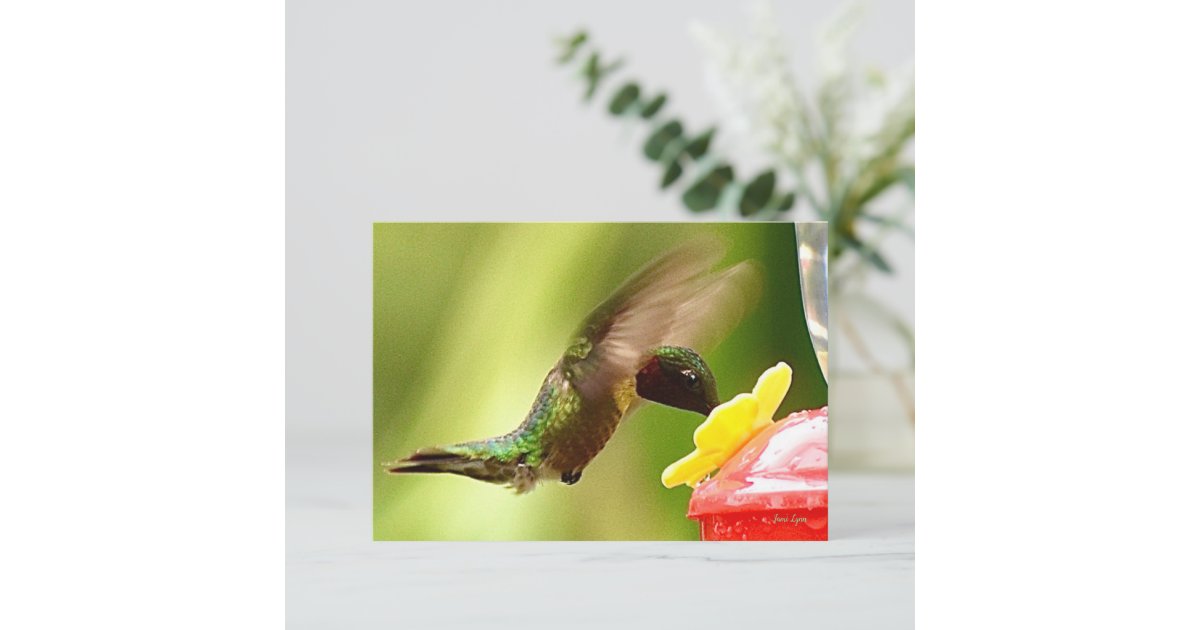 Nature note cards Hummingbird cards | Zazzle