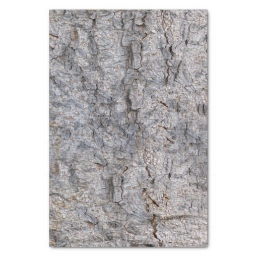 Nature Tree Bark Photo Tissue Paper | Zazzle
