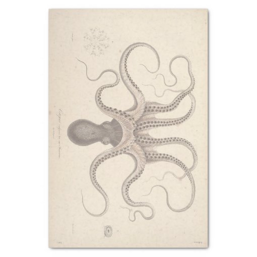 Nautical Octopus Script Ephemera Decoupage Tissue Paper | Zazzle