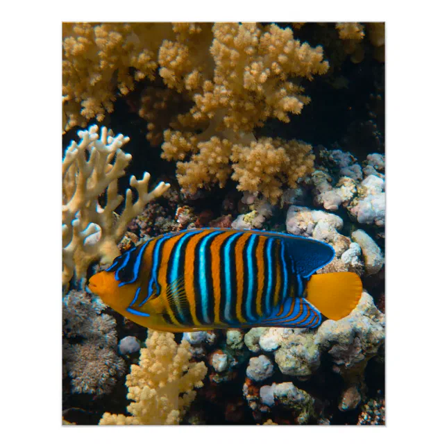 Nautical Photos Marine Animal Photography Fish Pic Poster | Zazzle
