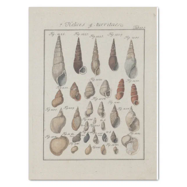 Nautical Sea Shells Ephemera Decoupage French Tissue Paper | Zazzle