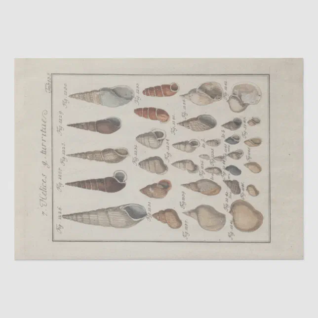 Nautical Sea Shells Ephemera Decoupage French Tissue Paper | Zazzle