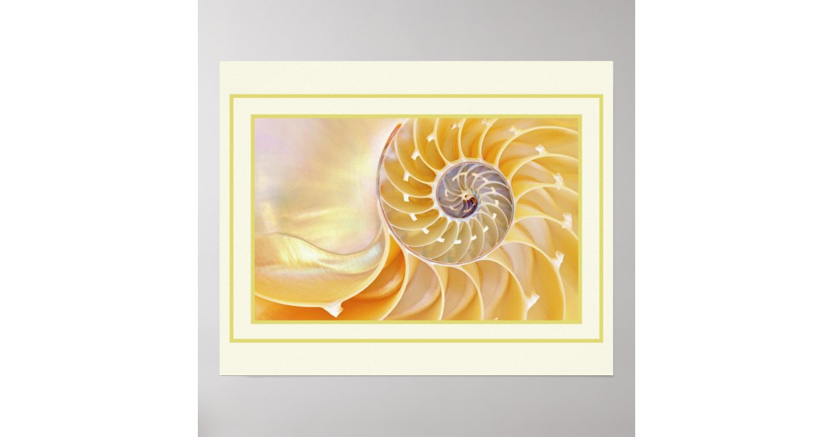 Nautilus Poster | Zazzle