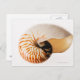 Nautilus seashell (Nautilus stenomphalus) Postcard | Zazzle