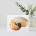 Nautilus seashell (Nautilus stenomphalus) Postcard | Zazzle