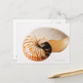 Nautilus seashell (Nautilus stenomphalus) Postcard | Zazzle