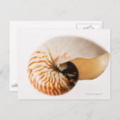 Nautilus seashell (Nautilus stenomphalus) Postcard | Zazzle