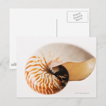 Nautilus seashell (Nautilus stenomphalus) Postcard | Zazzle