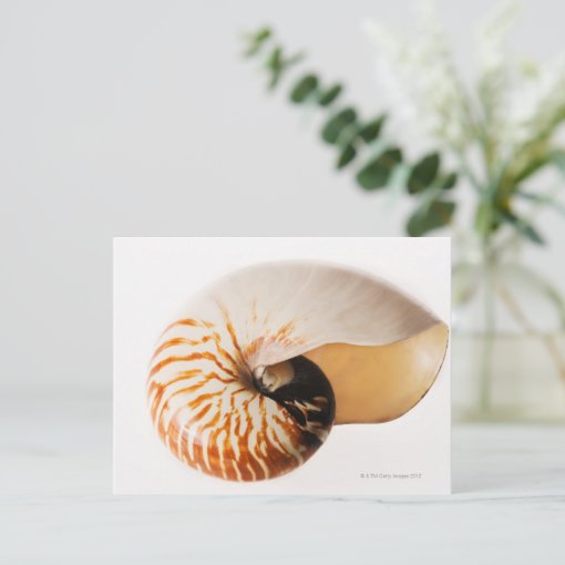 Nautilus seashell (Nautilus stenomphalus) Postcard | Zazzle