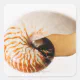 Nautilus seashell (Nautilus stenomphalus) Square Sticker | Zazzle