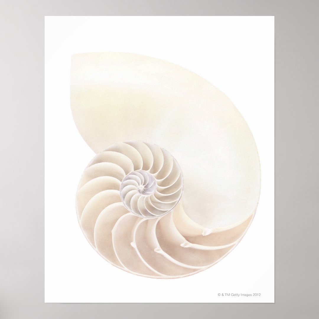 Nautilus shell, close-up poster | Zazzle