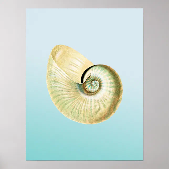 Nautilus shell poster | Zazzle