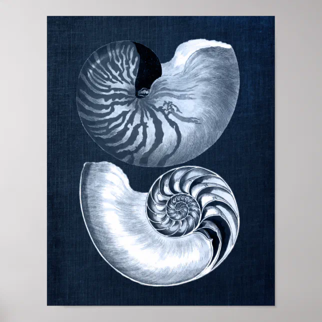 Navy Coastal Wall Decor Seashell Print no. 8 | Zazzle