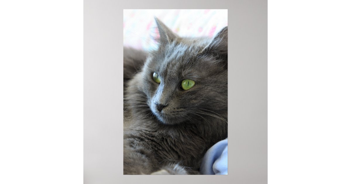 Nebelung cat poster | Zazzle